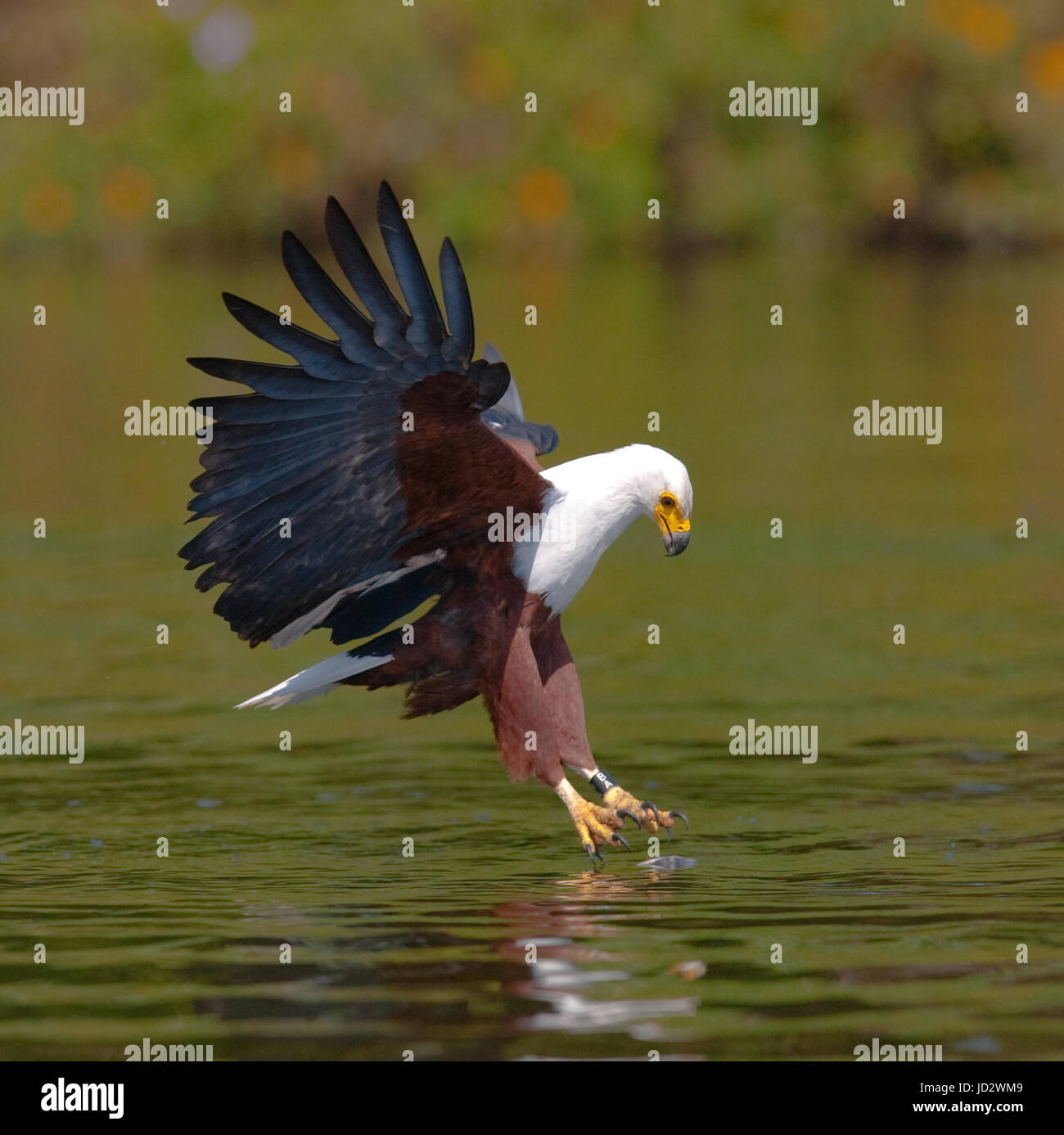 African Fish Eagle at the moment the attack on the prey. Uganda ...