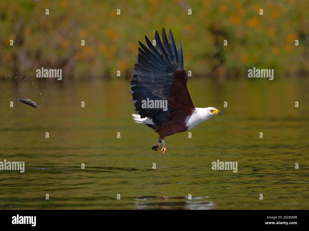 African Fish Eagle at the moment the attack on the prey. Uganda ...
