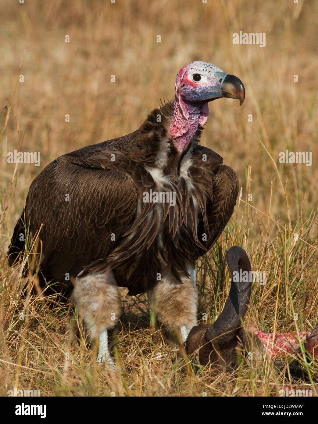 Predatory bird is eating the prey in the savannah. Kenya. Tanzania ...