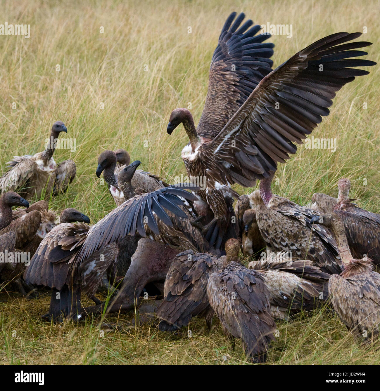 Predatory birds are eating the prey in the savannah. Kenya. Tanzania ...