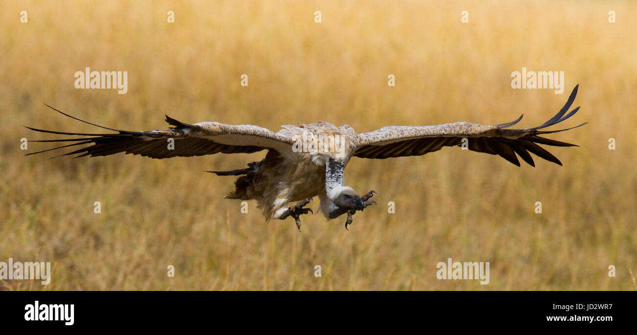 Predatory bird flies to prey. Kenya. Tanzania. Safari. East Africa ...