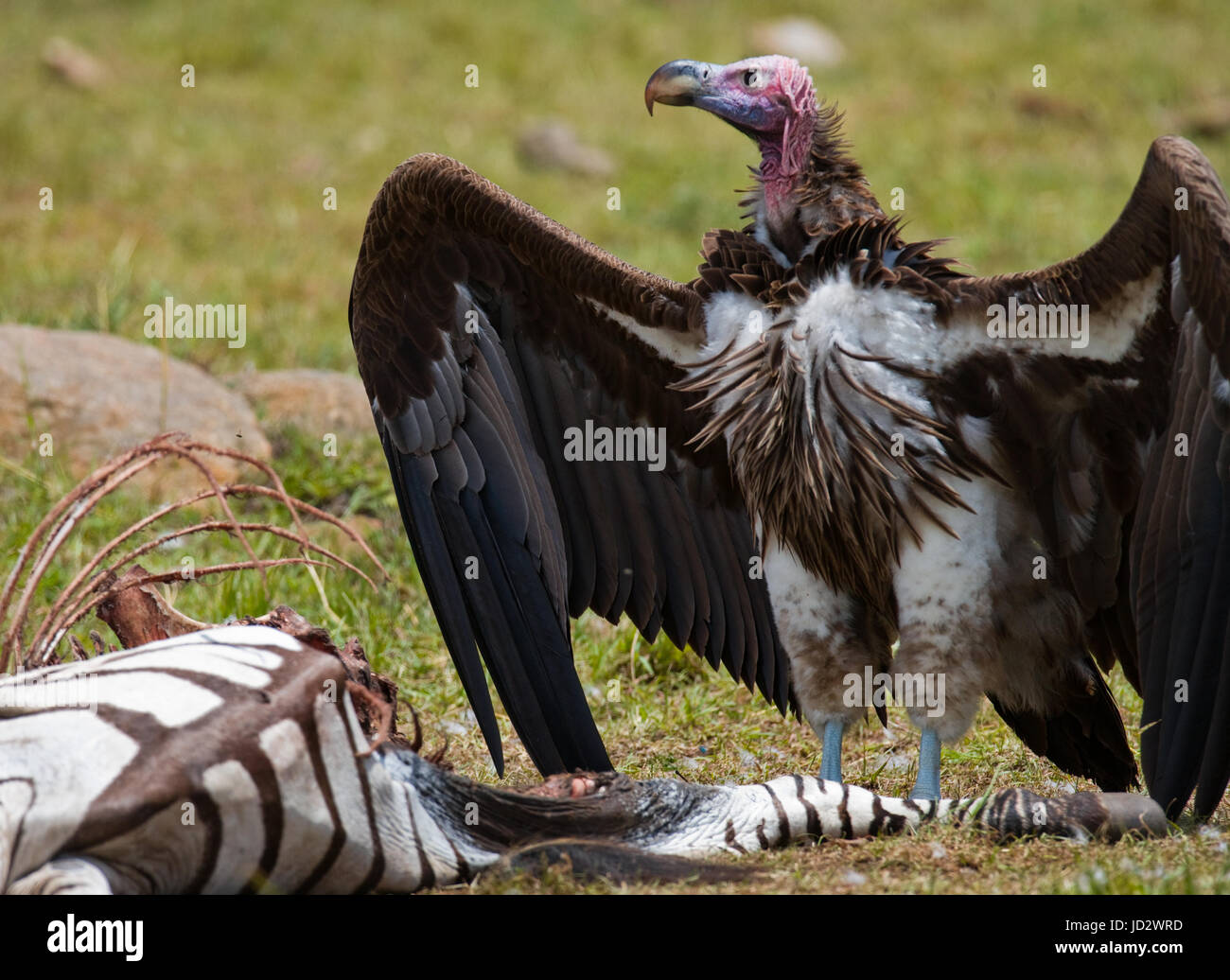 Photographing birds of prey in flight hi-res stock photography and ...