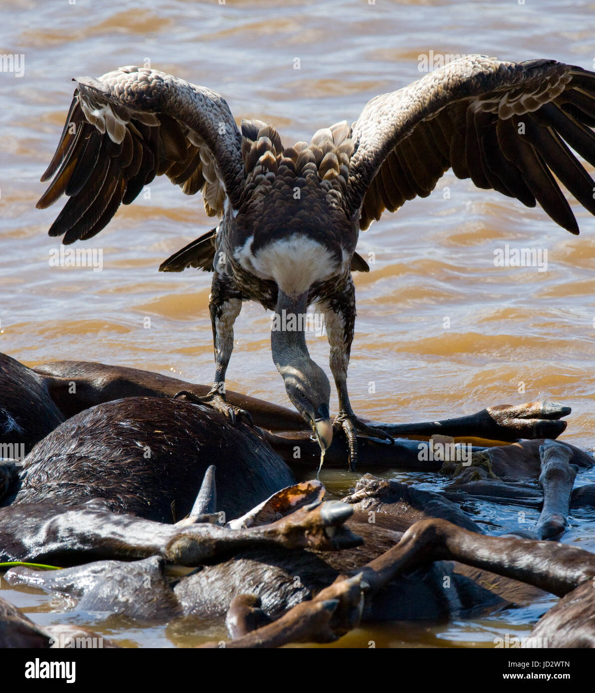Photographing birds of prey in flight hi-res stock photography and ...