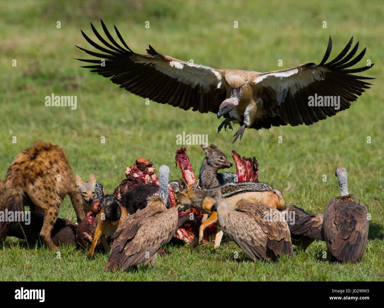 Predatory bird flies to prey. Kenya. Tanzania. Safari. East Africa ...