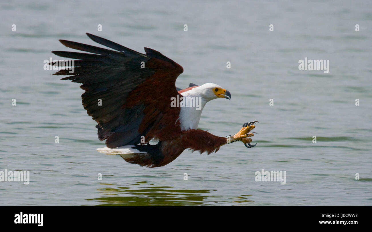 African Fish Eagle at the moment the attack on the prey. Uganda ...
