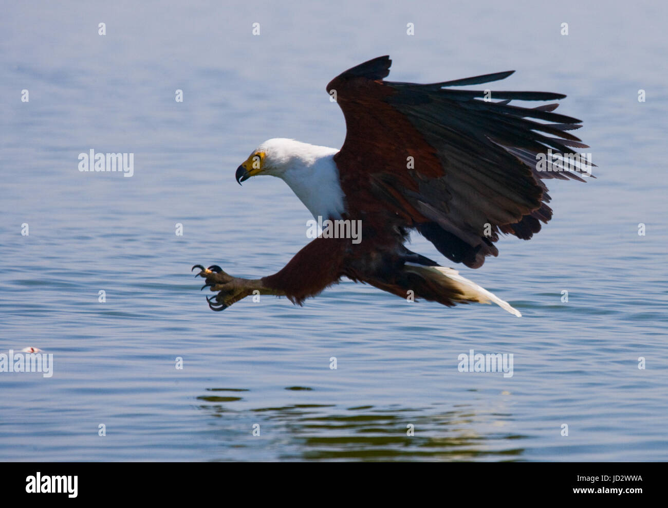 Serengeti african fish eagle hi-res stock photography and images - Alamy