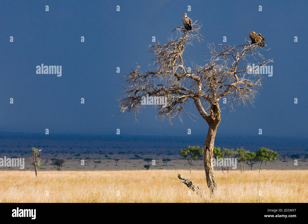 Predatory birds are sitting on a tree. Kenya. Tanzania. Safari. East ...