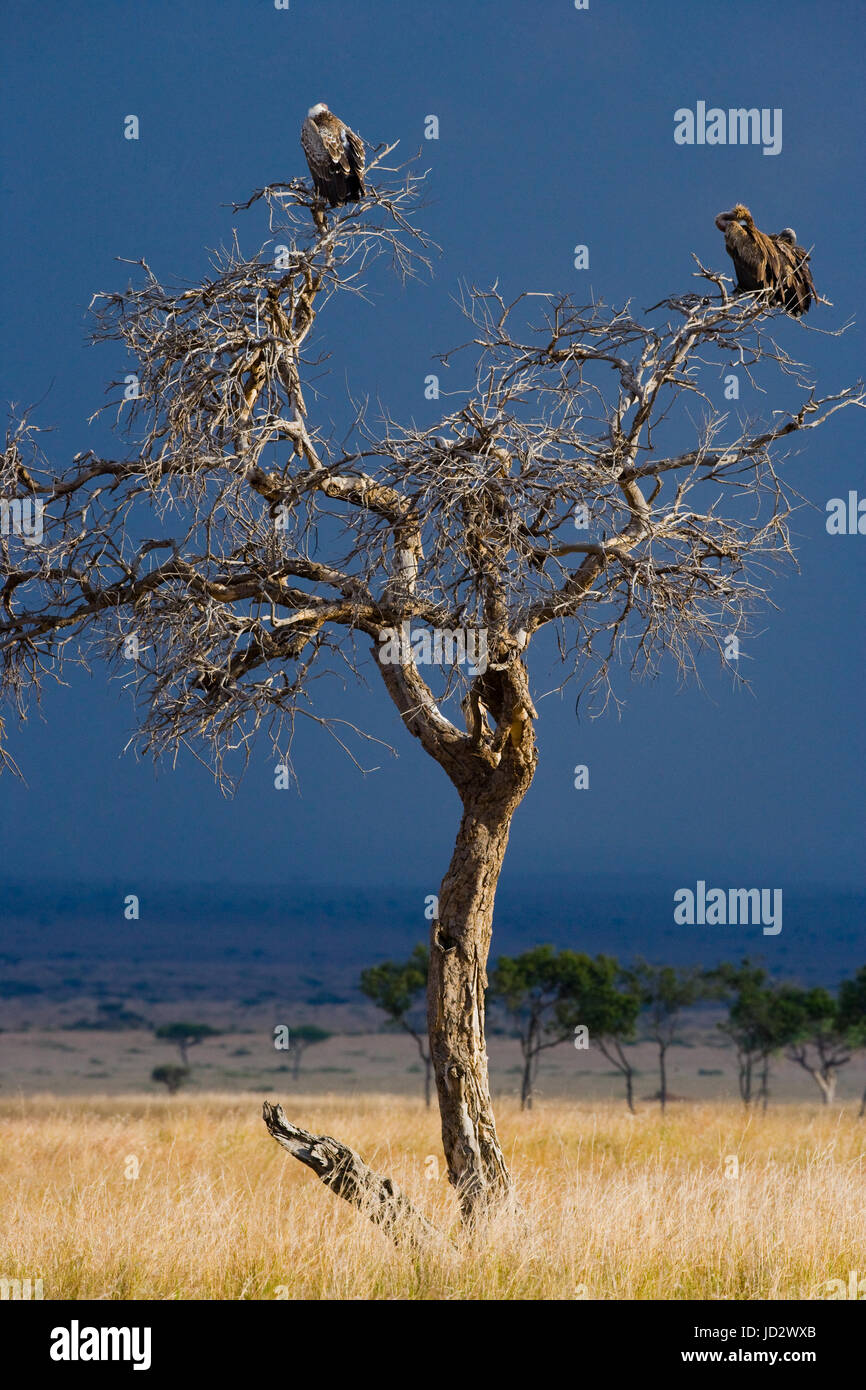 Predatory birds are sitting on a tree. Kenya. Tanzania. Safari. East ...