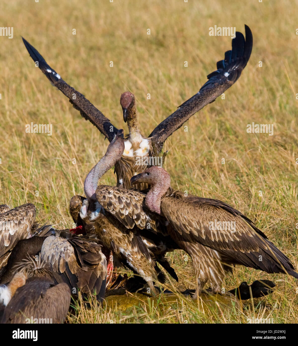 Predator birds are sitting on the ground. Kenya. Tanzania. Safari. East ...