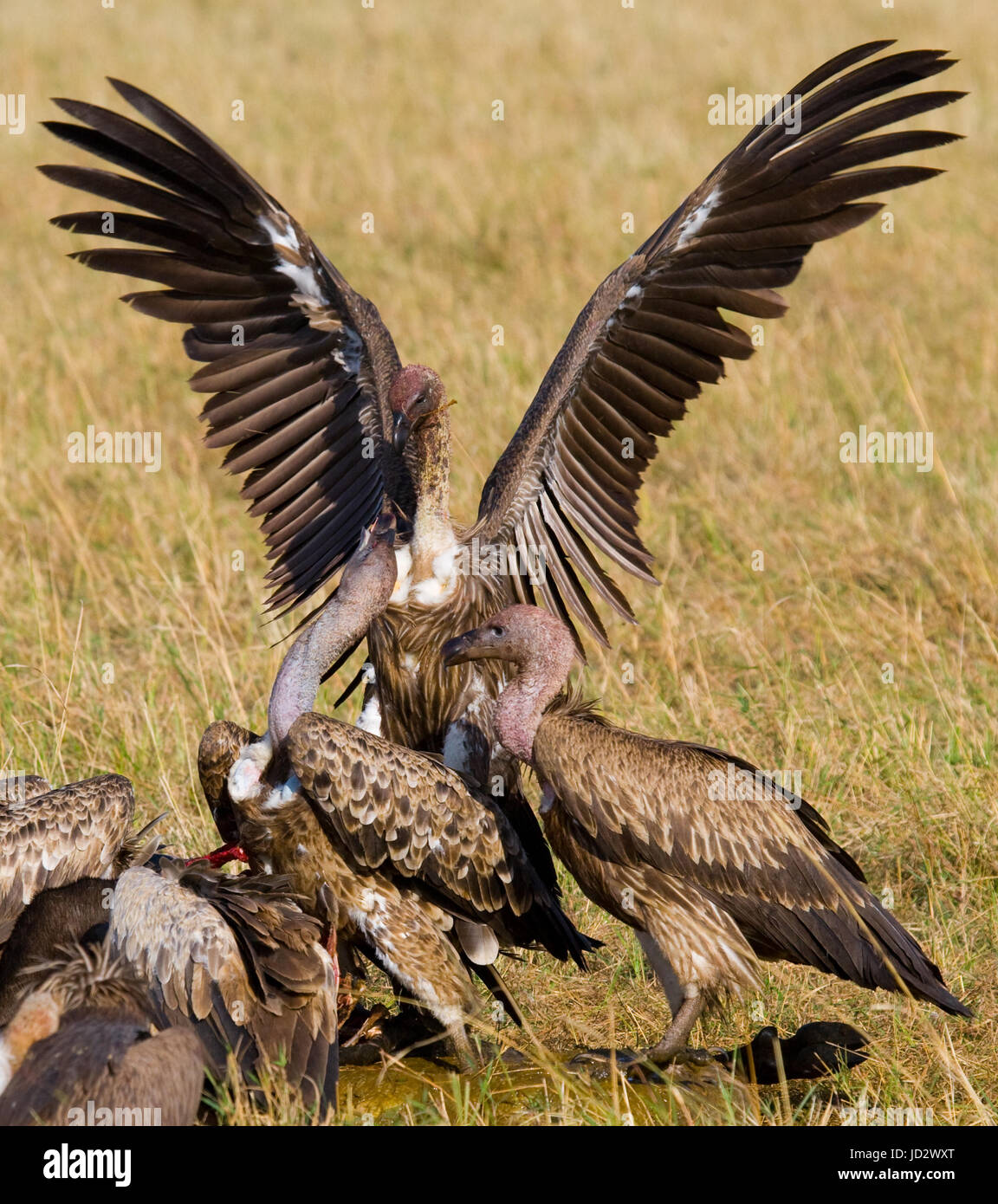 Photographing birds of prey in flight hi-res stock photography and ...
