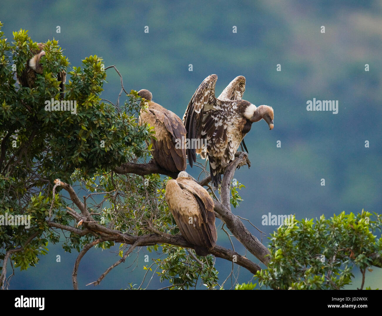 Predatory birds are sitting on a tree. Kenya. Tanzania. Safari. East ...