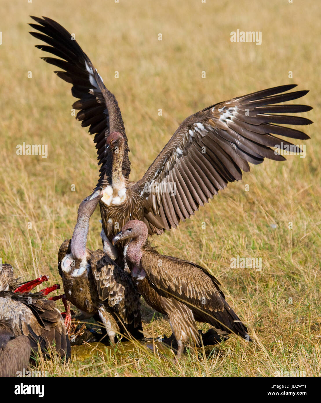 Photographing birds of prey in flight hi-res stock photography and ...