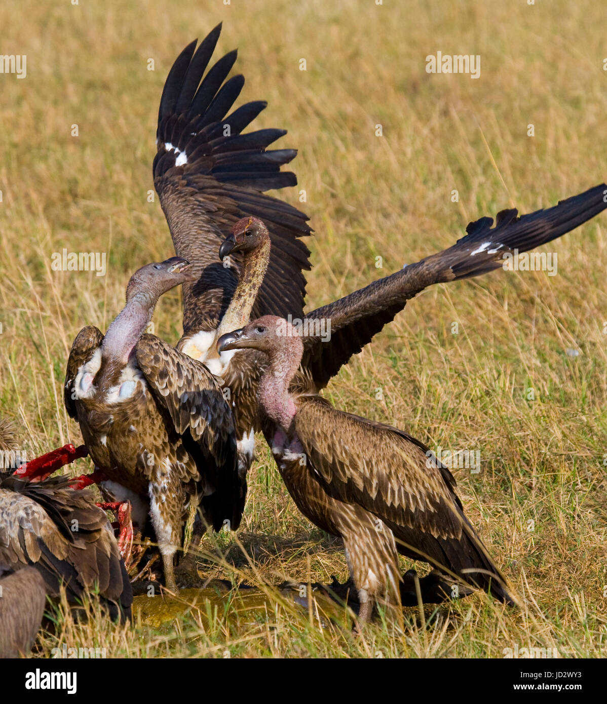 Photographing birds of prey in flight hi-res stock photography and ...
