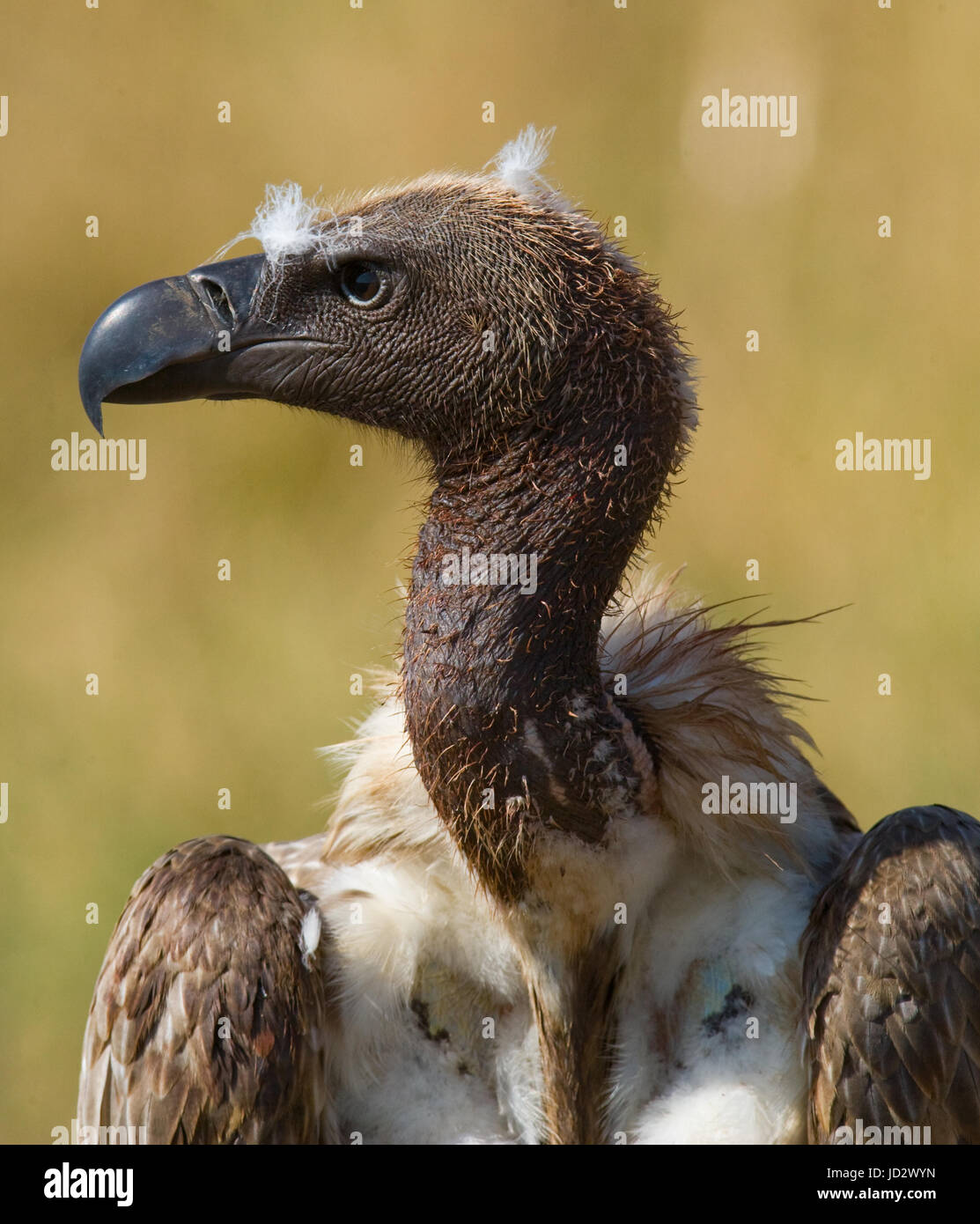 Portrait of a vulture. Close-up. Kenya. Tanzania. Safari. East Africa ...