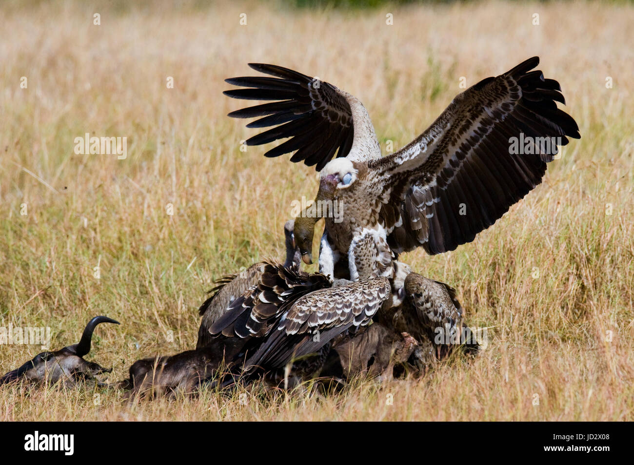 Photographing birds of prey in flight hi-res stock photography and ...