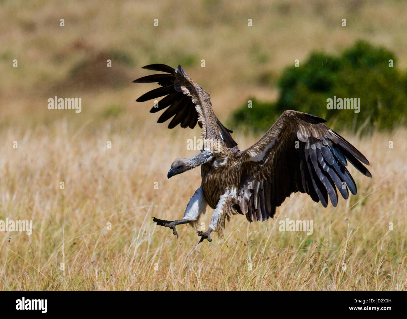 Predatory bird flies to prey. Kenya. Tanzania. Safari. East Africa ...