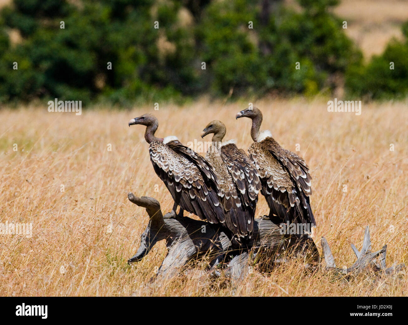 Predatory birds are sitting on a tree. Kenya. Tanzania. Safari. East ...