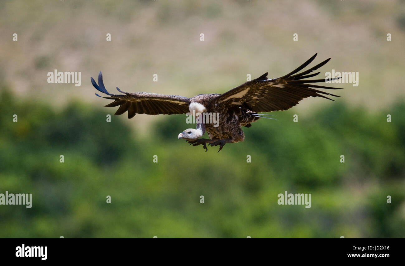 Predatory bird in flight. Kenya. Tanzania. Safari. East Africa Stock ...