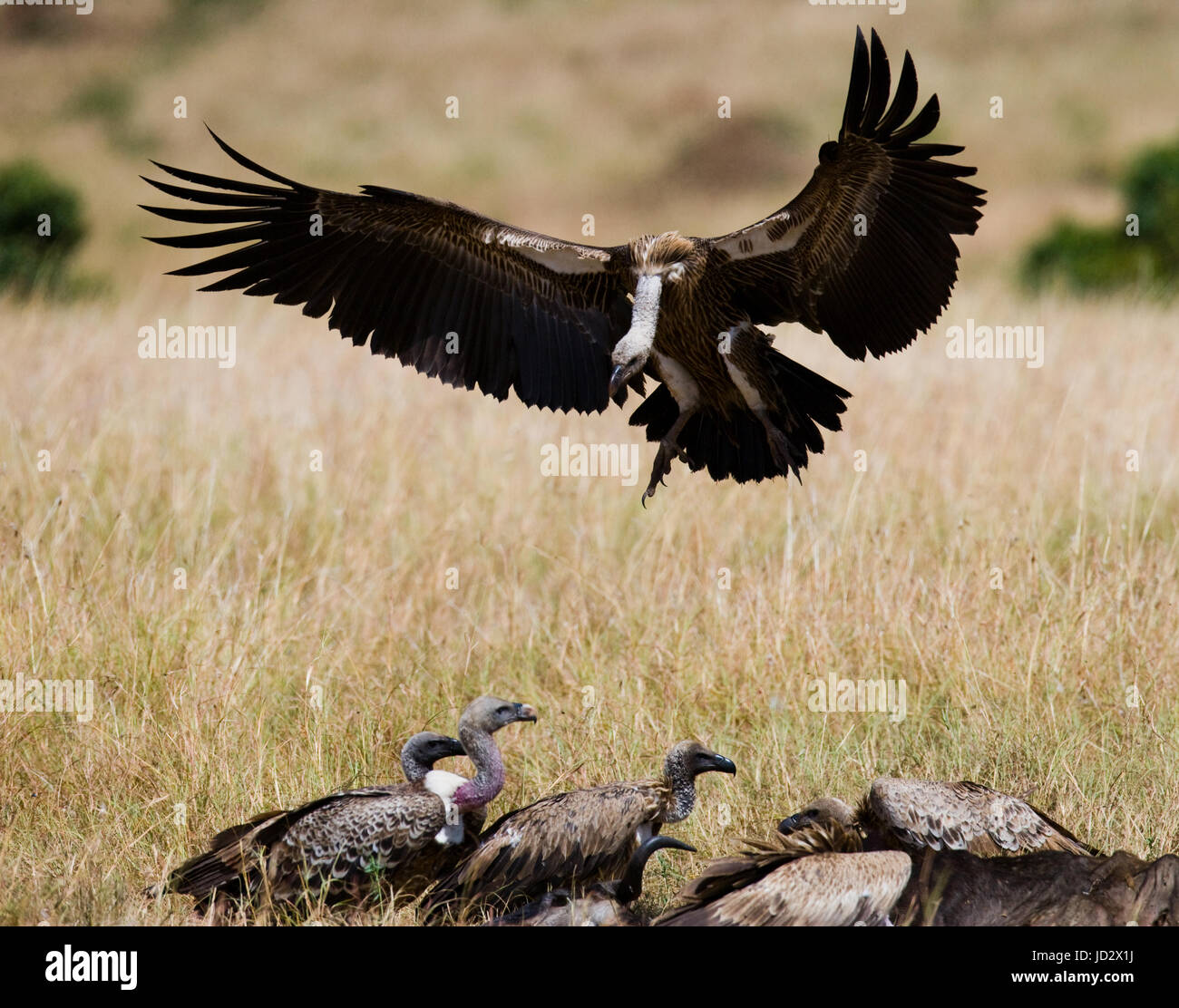 Predatory bird flies to prey. Kenya. Tanzania. Safari. East Africa ...