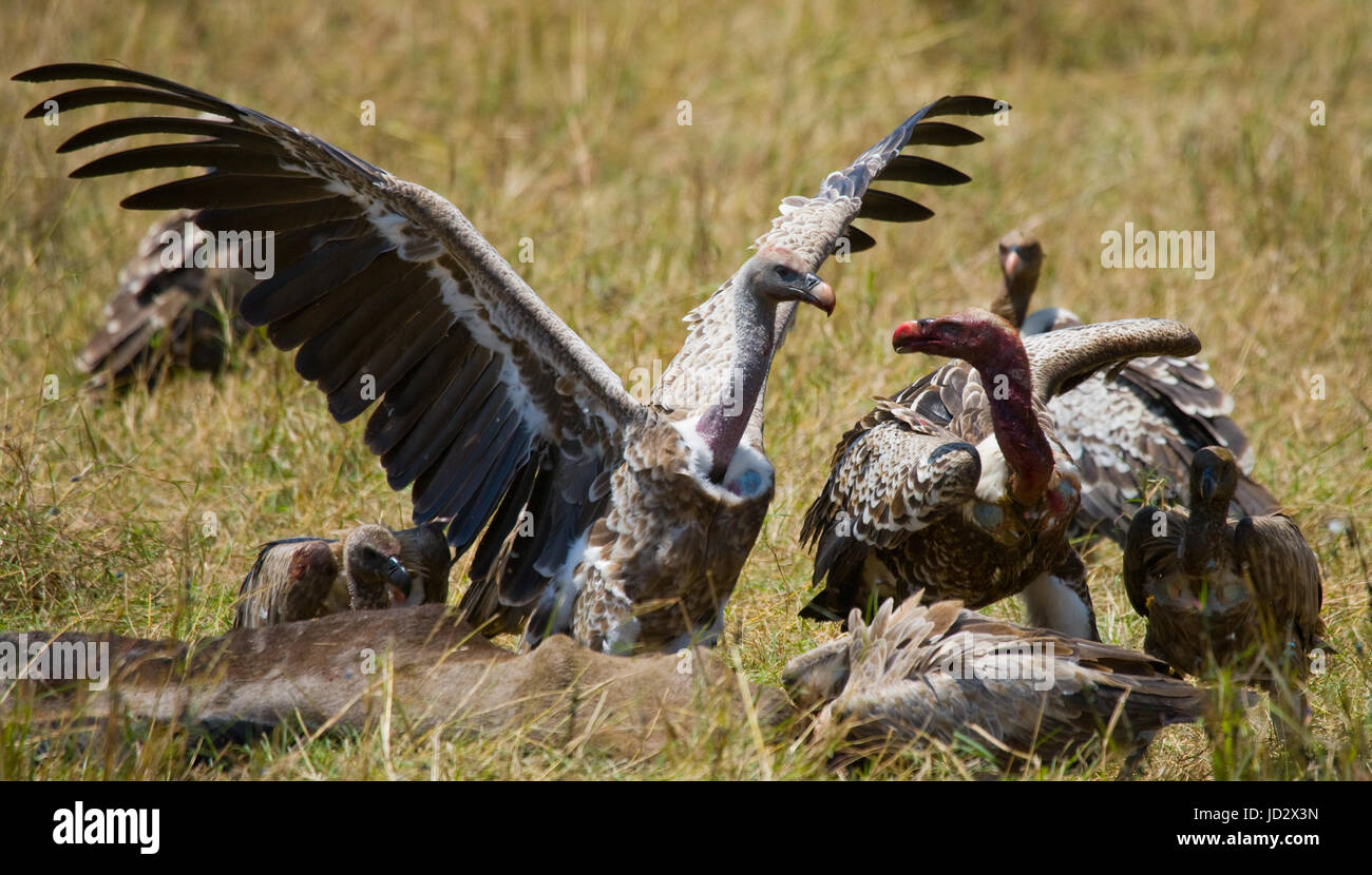 Predatory birds eat the prey in the savannah. Kenya. Tanzania. Safari ...