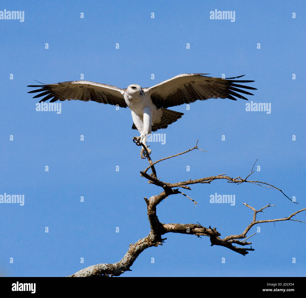 Predatory bird is sitting on a tree. Kenya. Tanzania. Safari. East ...