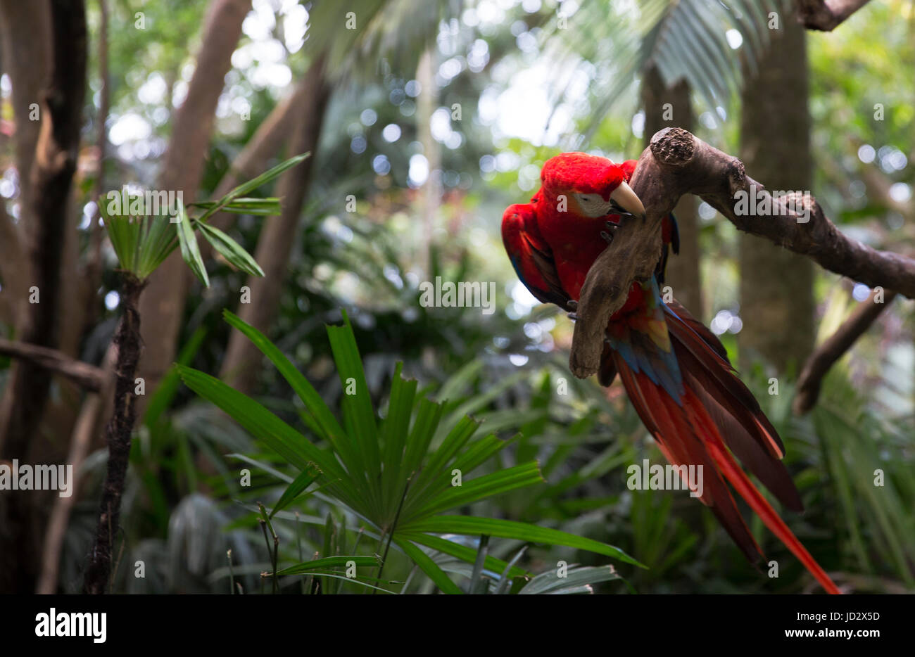 Parrot in Costa Rica Stock Photo - Alamy