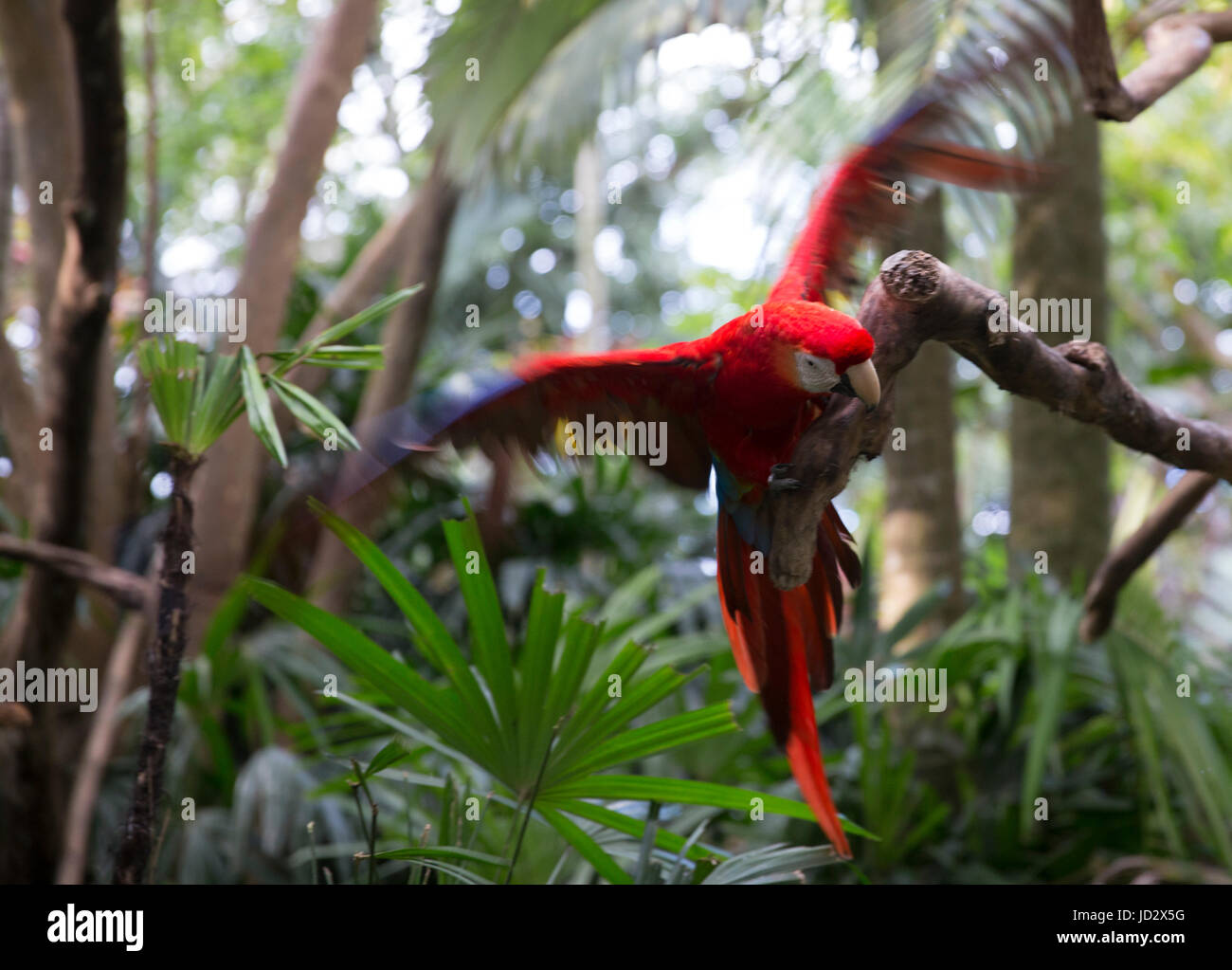 Parrot in Costa Rica Stock Photo - Alamy