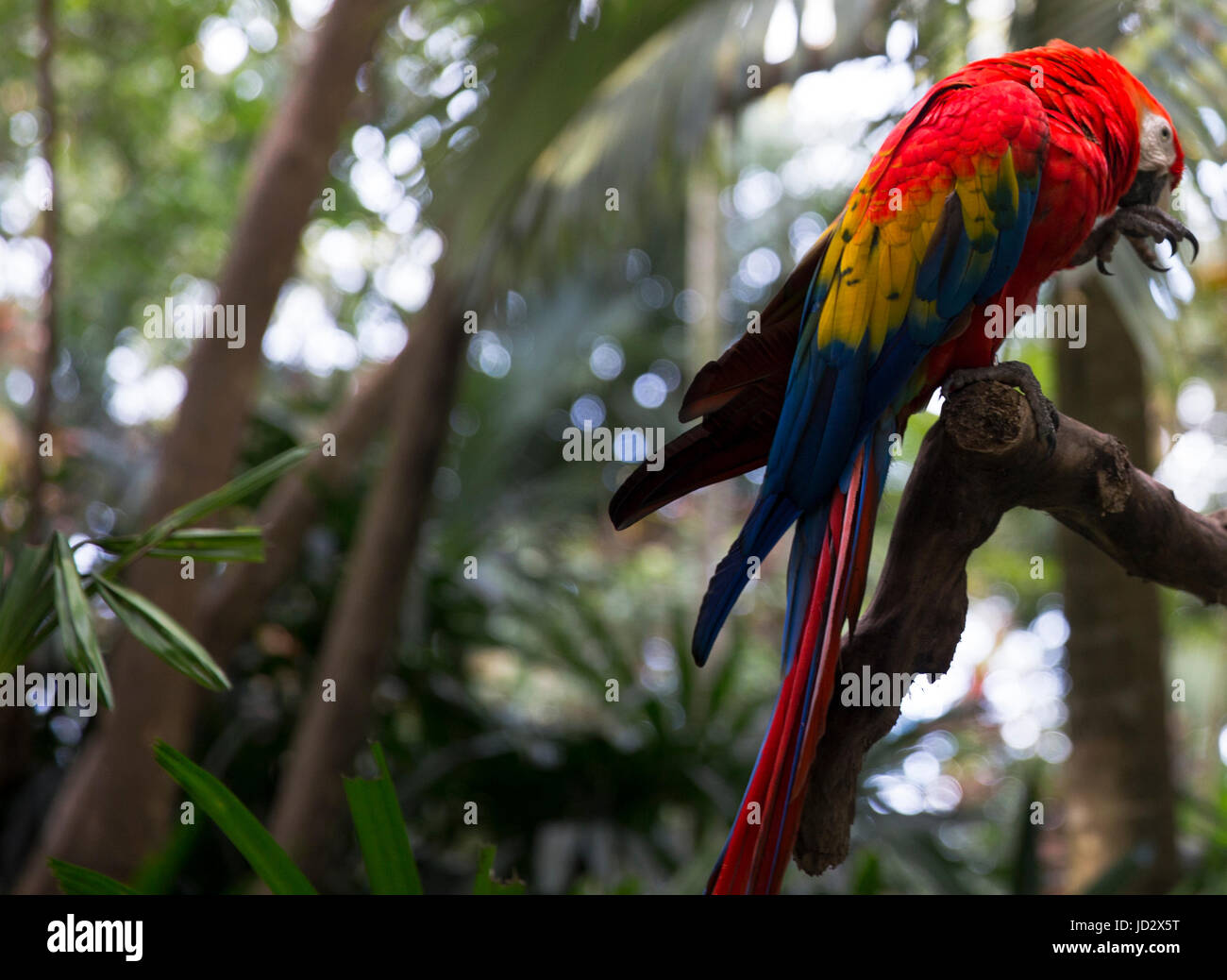 Parrot in Costa Rica Stock Photo - Alamy