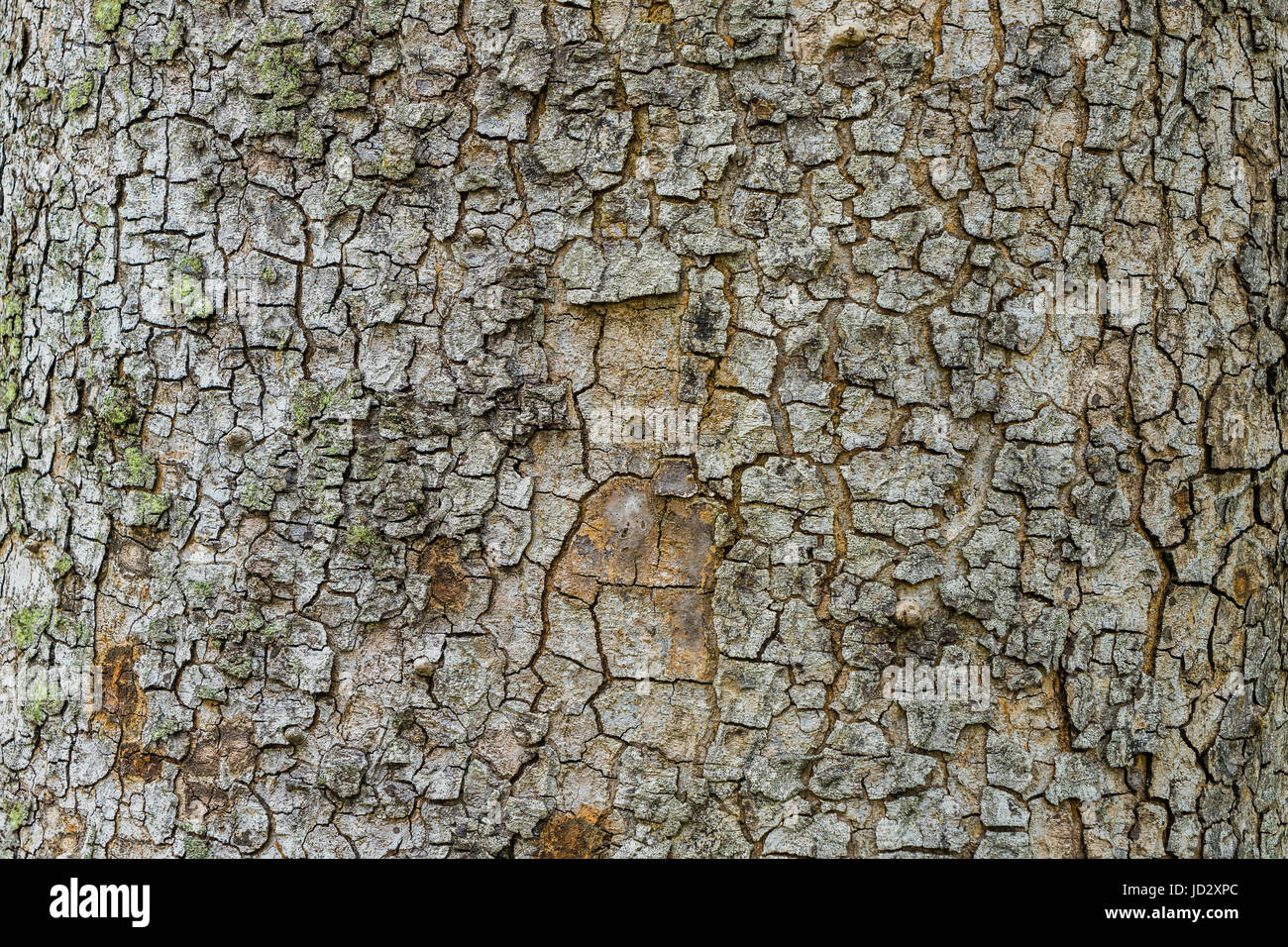 Old Bark Tree texture background, Brown Tree trunk close up Stock Photo ...