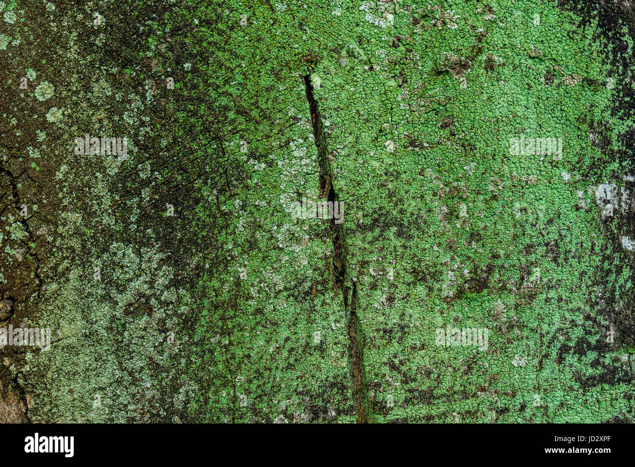 Green moss on the tree, Old Grey Bark Tree texture background Stock ...