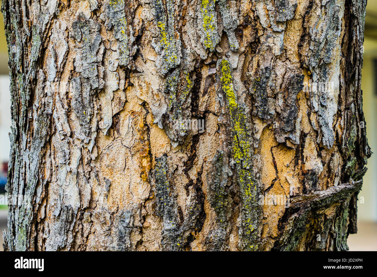 Old Bark Tree texture background, Brown Tree trunk close up Stock Photo ...