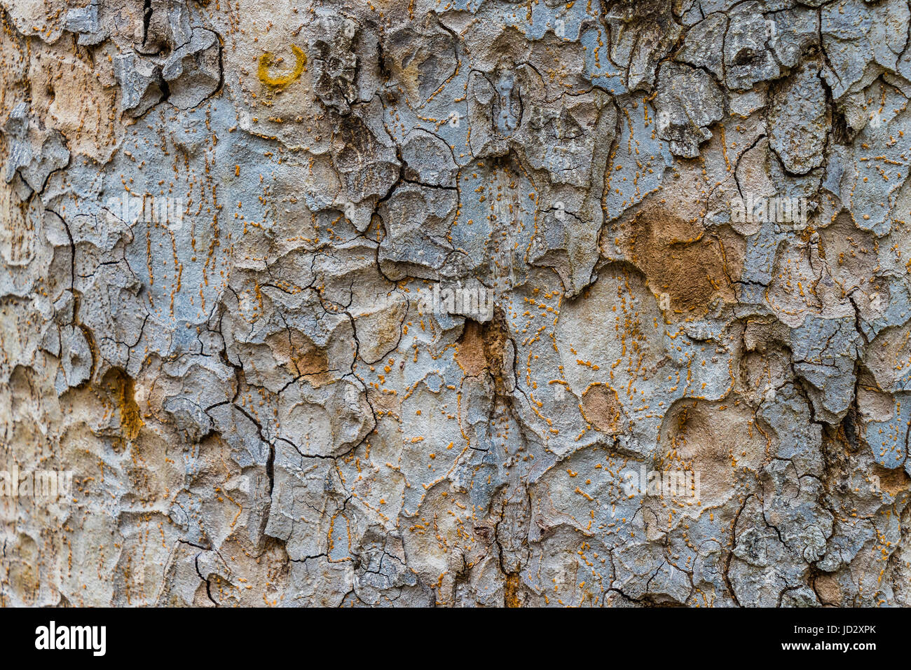 Old Bark Tree texture background, Brown Tree trunk close up Stock Photo ...