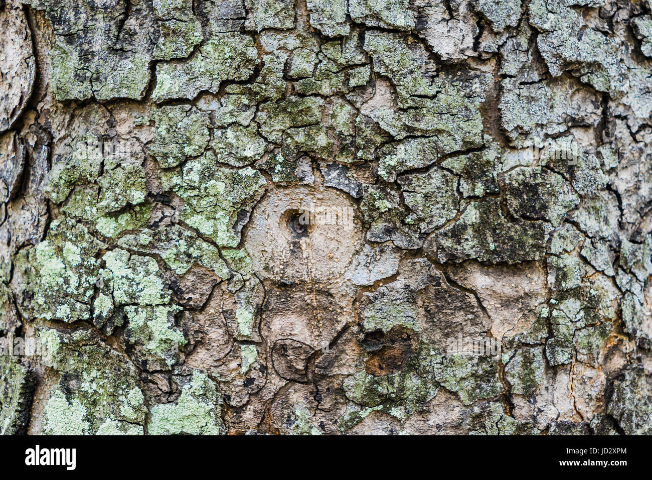 Old Bark Tree texture background, Brown Tree trunk close up Stock Photo ...
