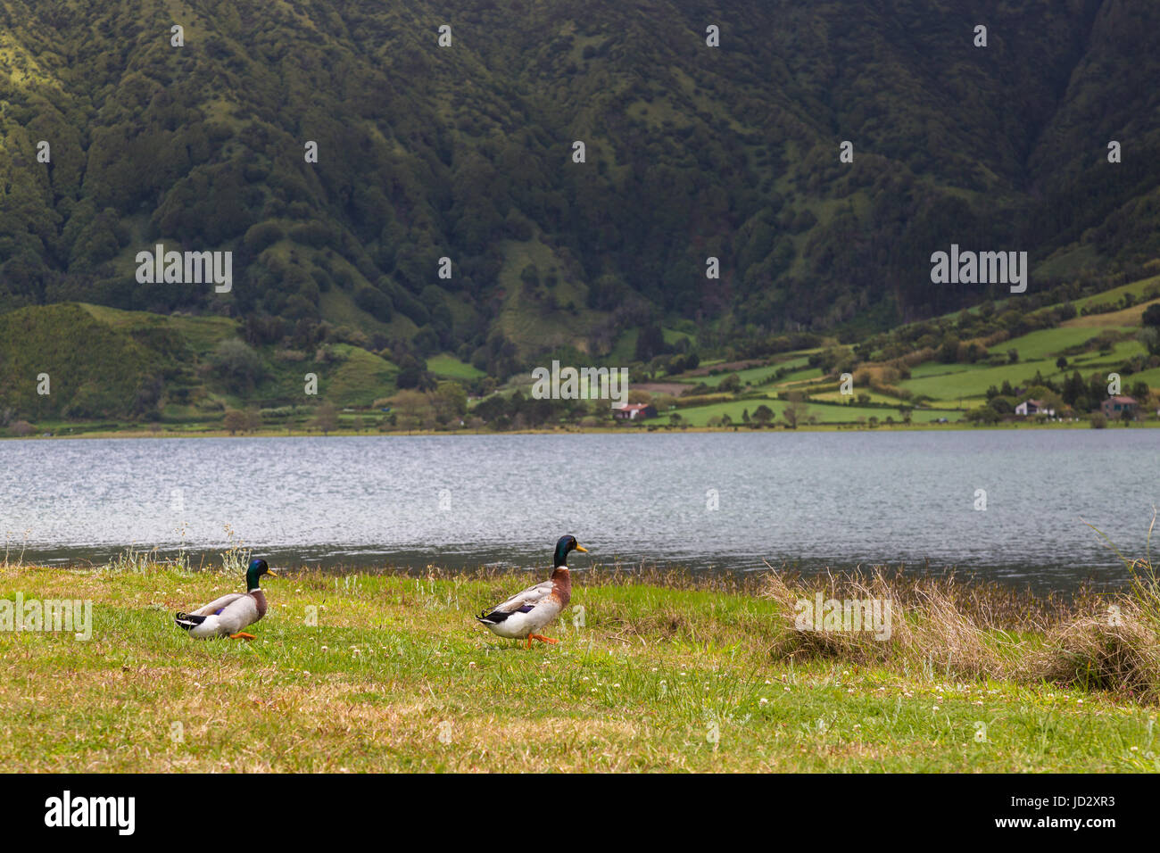 Wild ducks inhabit Blue and Green Lake. Blue and green lakes are ...