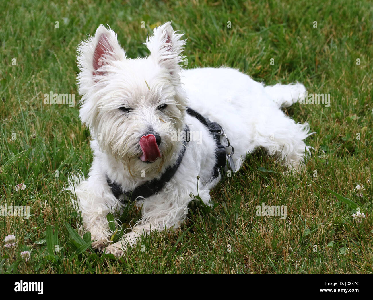 West highland white terrier, westie hi-res stock photography and images ...