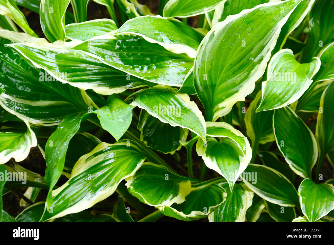 Fresh green plants in rain hi-res stock photography and images - Alamy