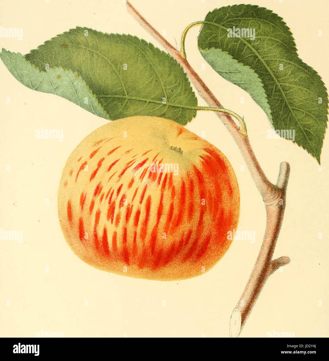 Antique fruit varieties hi-res stock photography and images - Alamy
