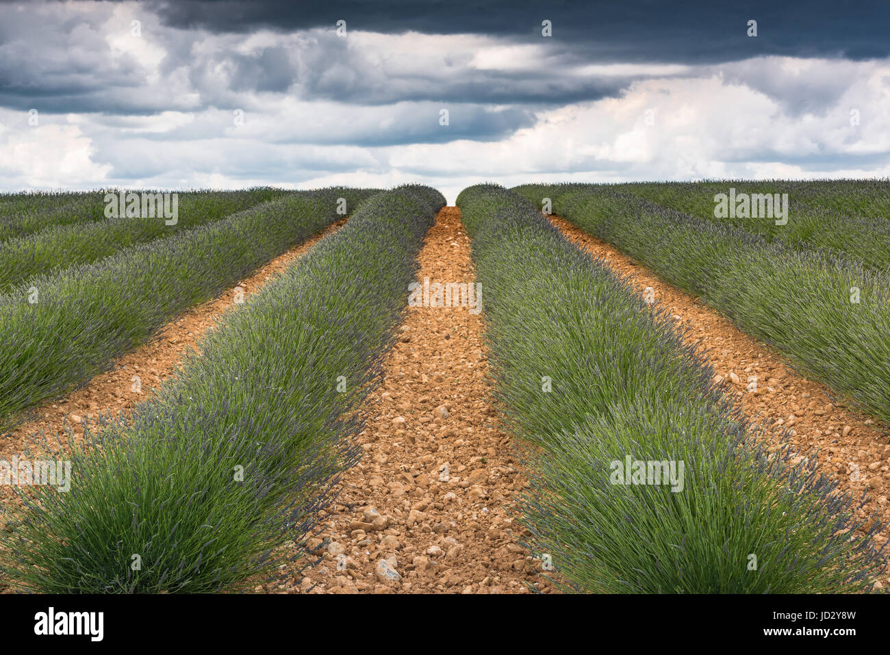 Perfect row of blooming lavender Stock Photo - Alamy
