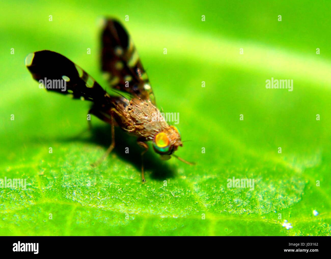 macro - close up view of a small fly with yellow color compound eyes ...