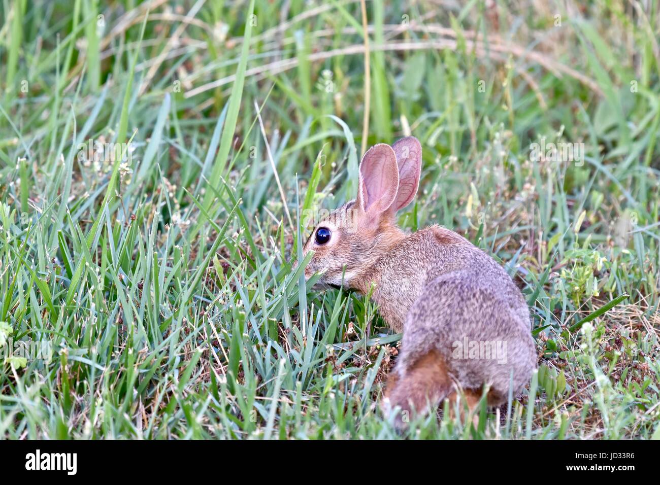 Eastern cottontail rabbit (Sylvilagus floridanus) in grass field Stock ...