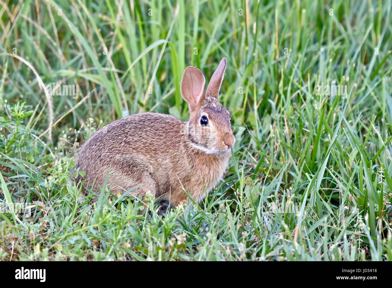 Eastern cottontail rabbit (Sylvilagus floridanus) in grass field Stock ...