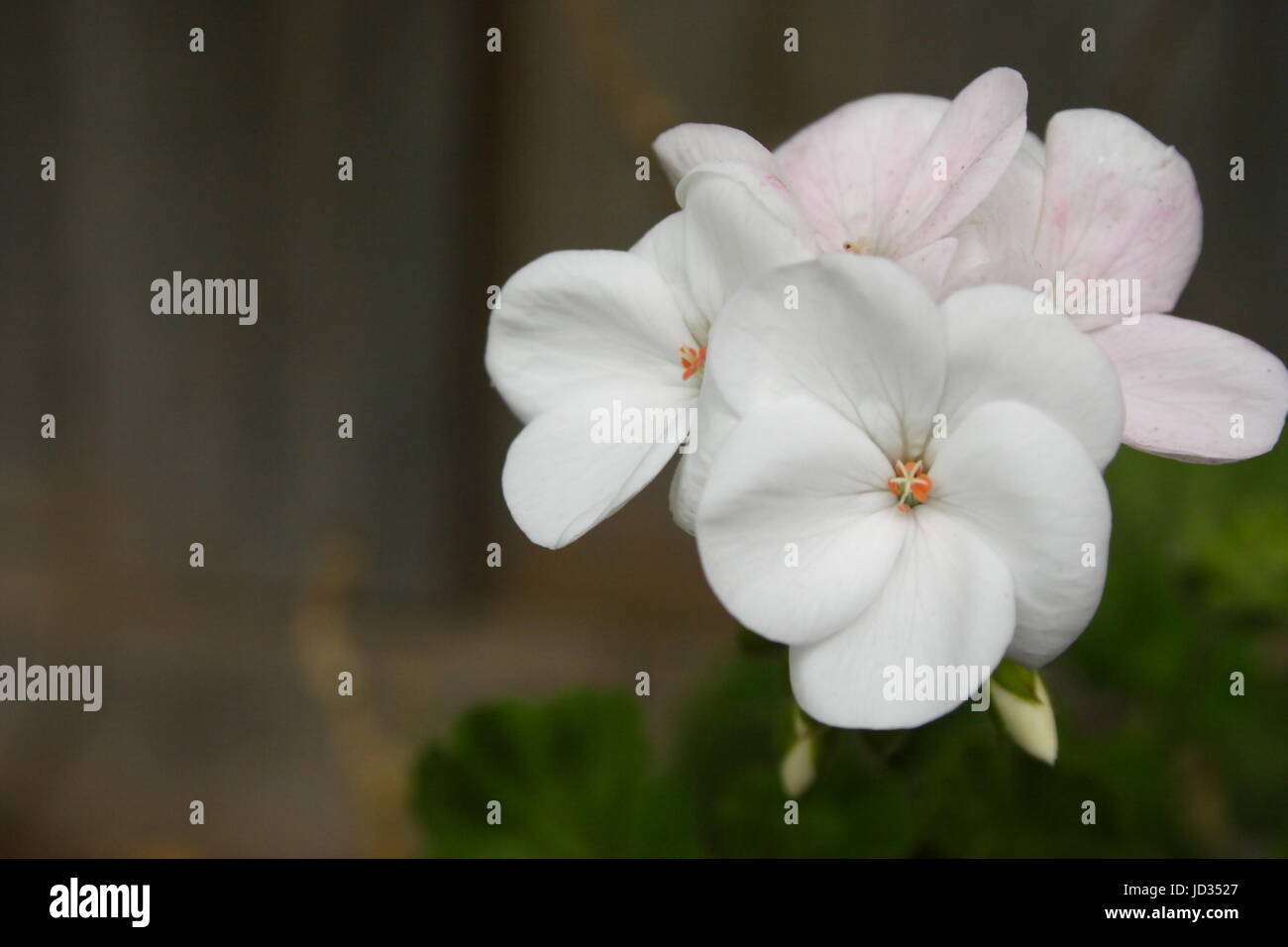 White Geraniums High Resolution Stock Photography and Images - Alamy