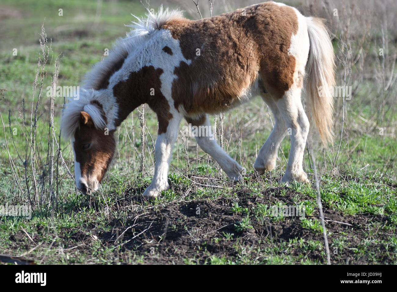 Pony at the farm in the spring time Stock Photo - Alamy