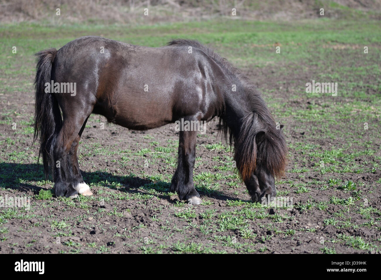 Pony at the farm in the spring time Stock Photo - Alamy