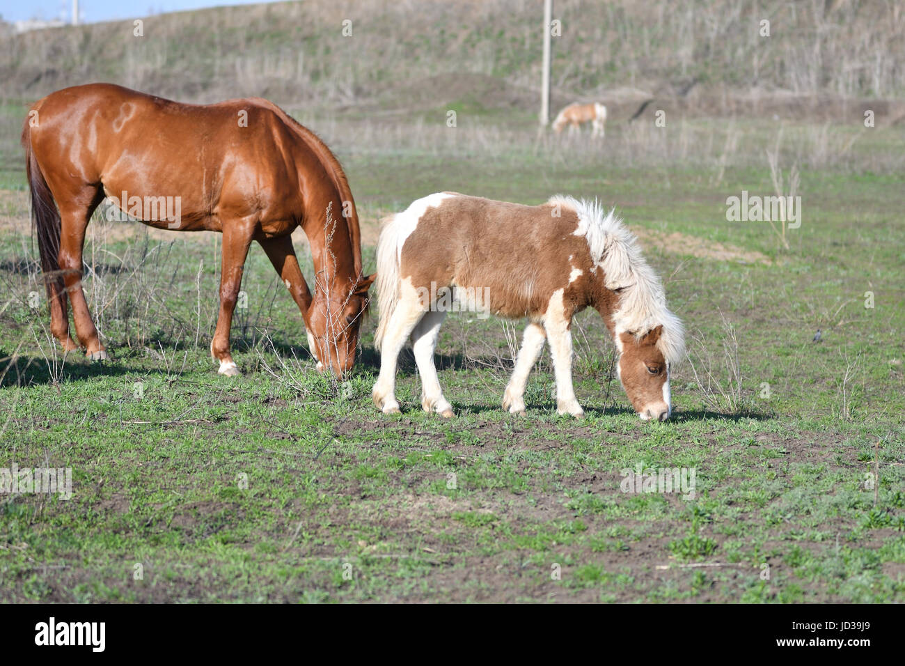 Pony at the farm in the spring time Stock Photo - Alamy