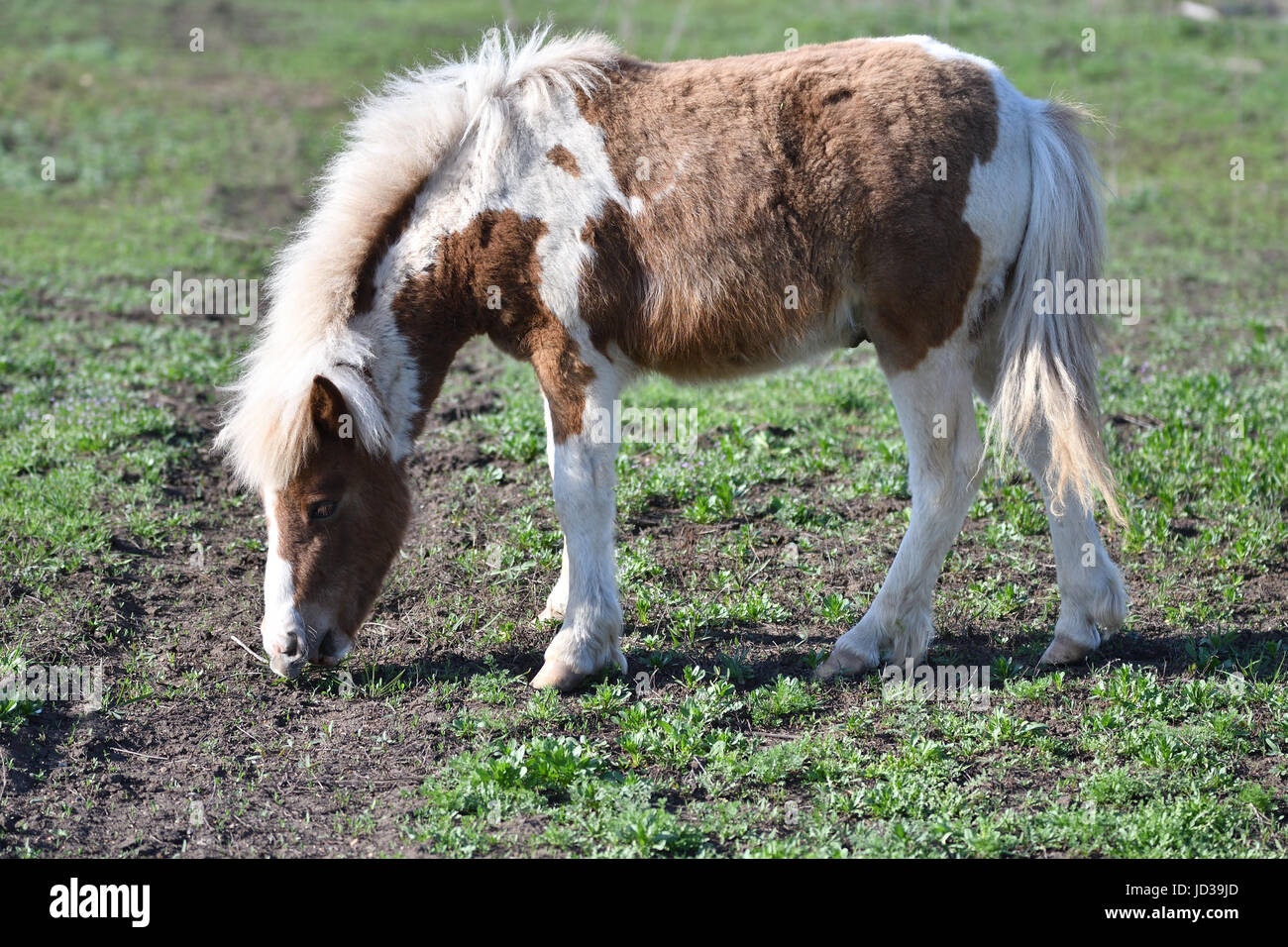 Pony at the farm in the spring time Stock Photo - Alamy