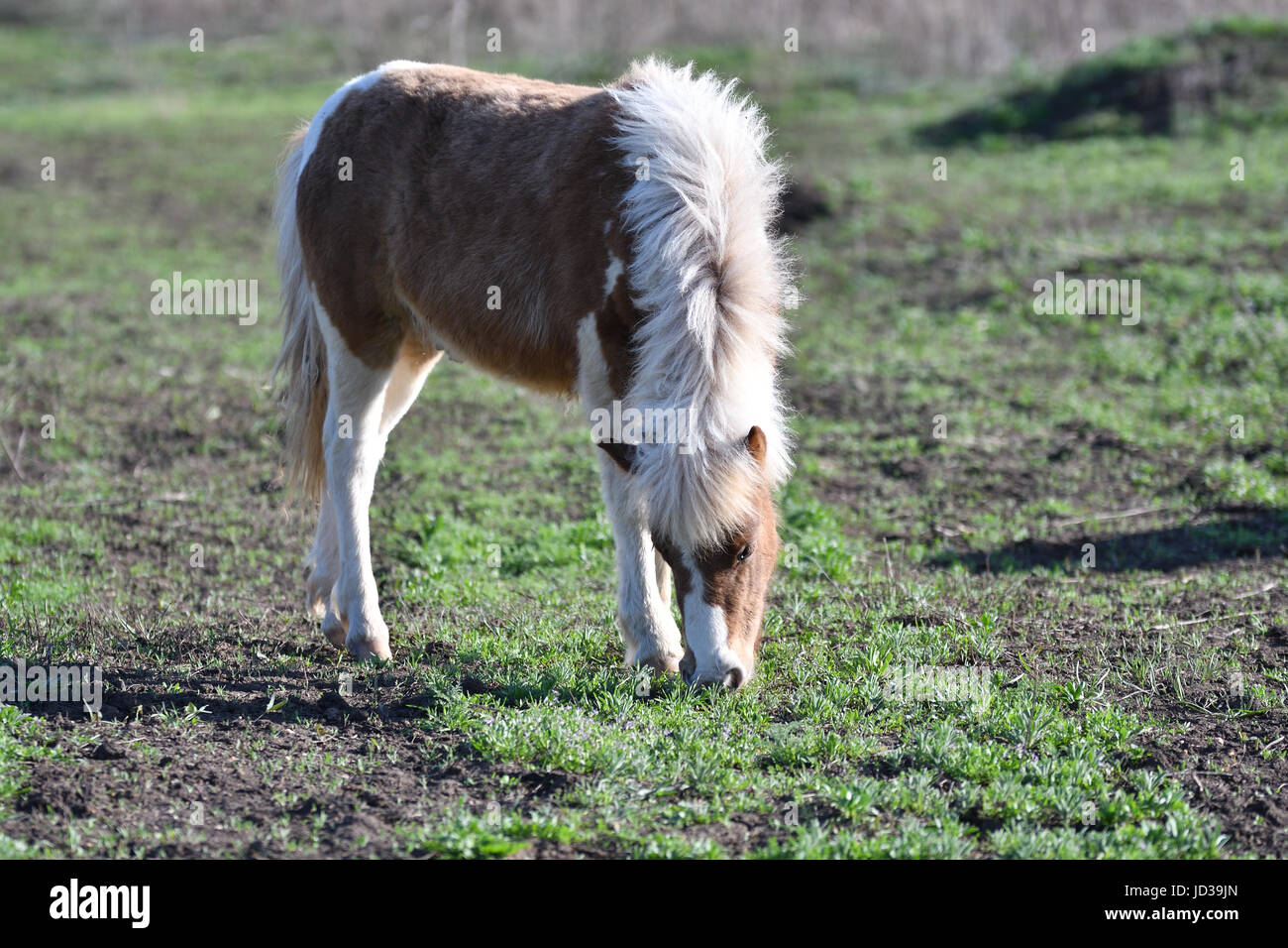 Pony at the farm in the spring time Stock Photo - Alamy