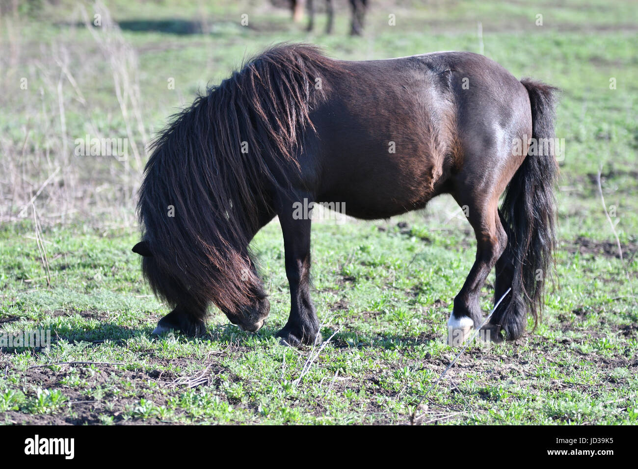 Pony at the farm in the spring time Stock Photo - Alamy