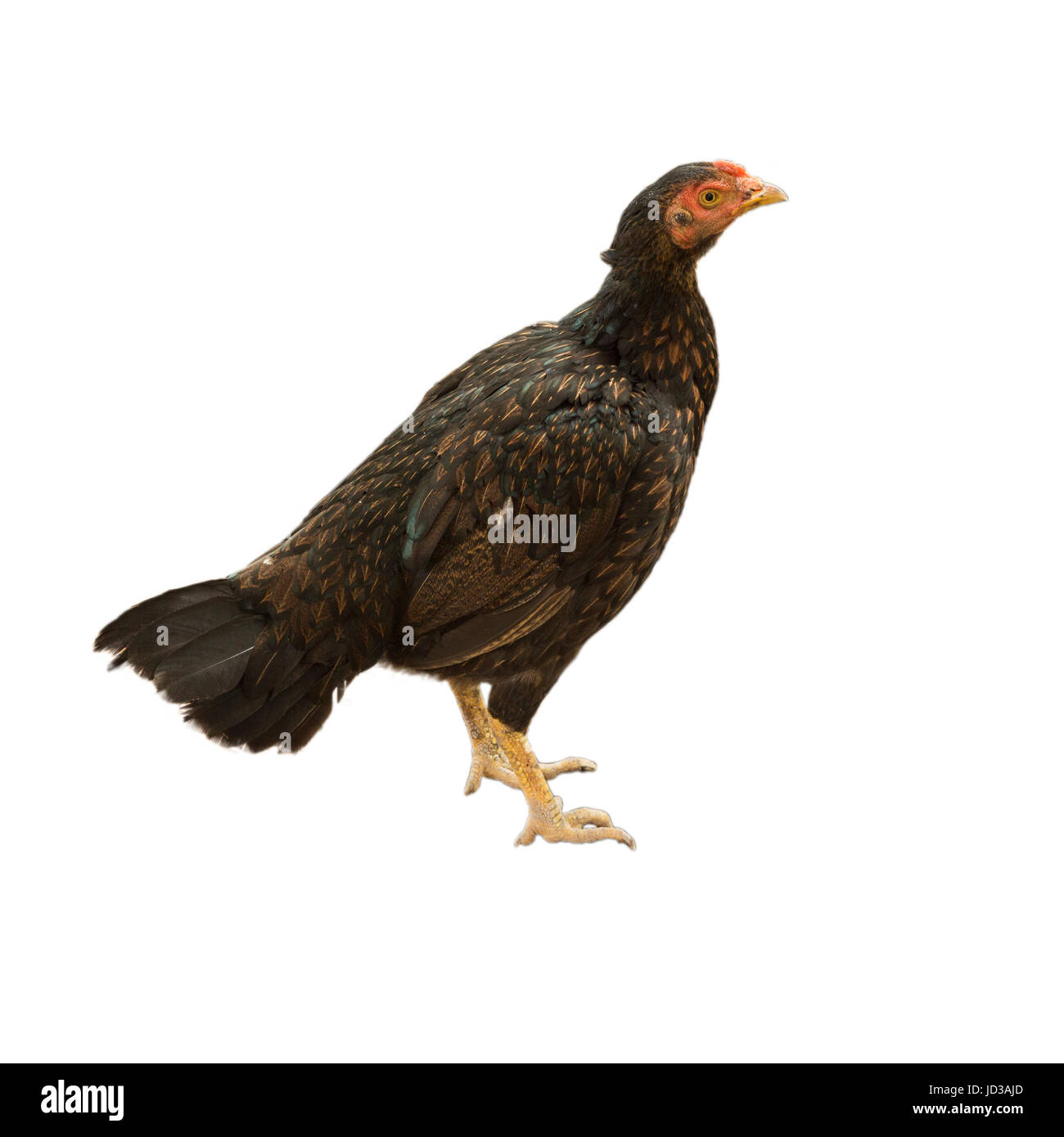 chicken isolated on white background Stock Photo - Alamy