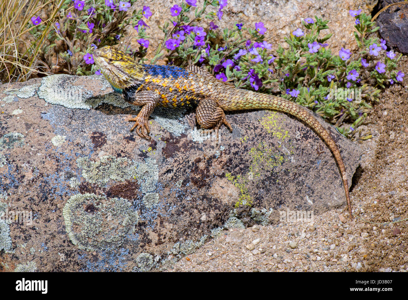 Desert Spiny Lizard Sceloperus magister magister Tucson, Pima County ...